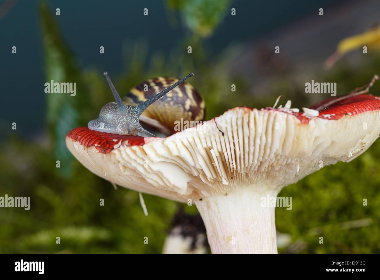 Snail on Mushroom Stock Photo - Alamy