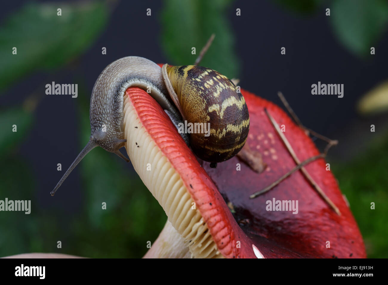 Snail on Mushroom Stock Photo - Alamy