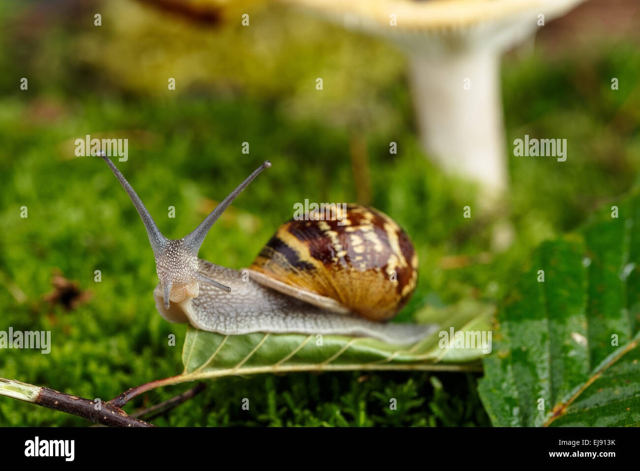 Snail in Summer Garden Stock Photo - Alamy