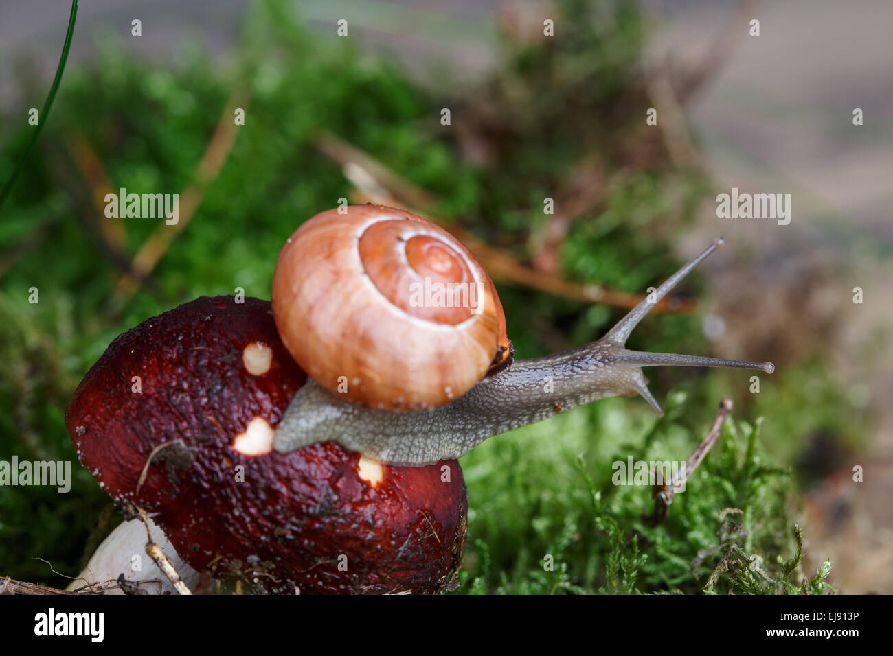 Snail on Mushroom Stock Photo - Alamy
