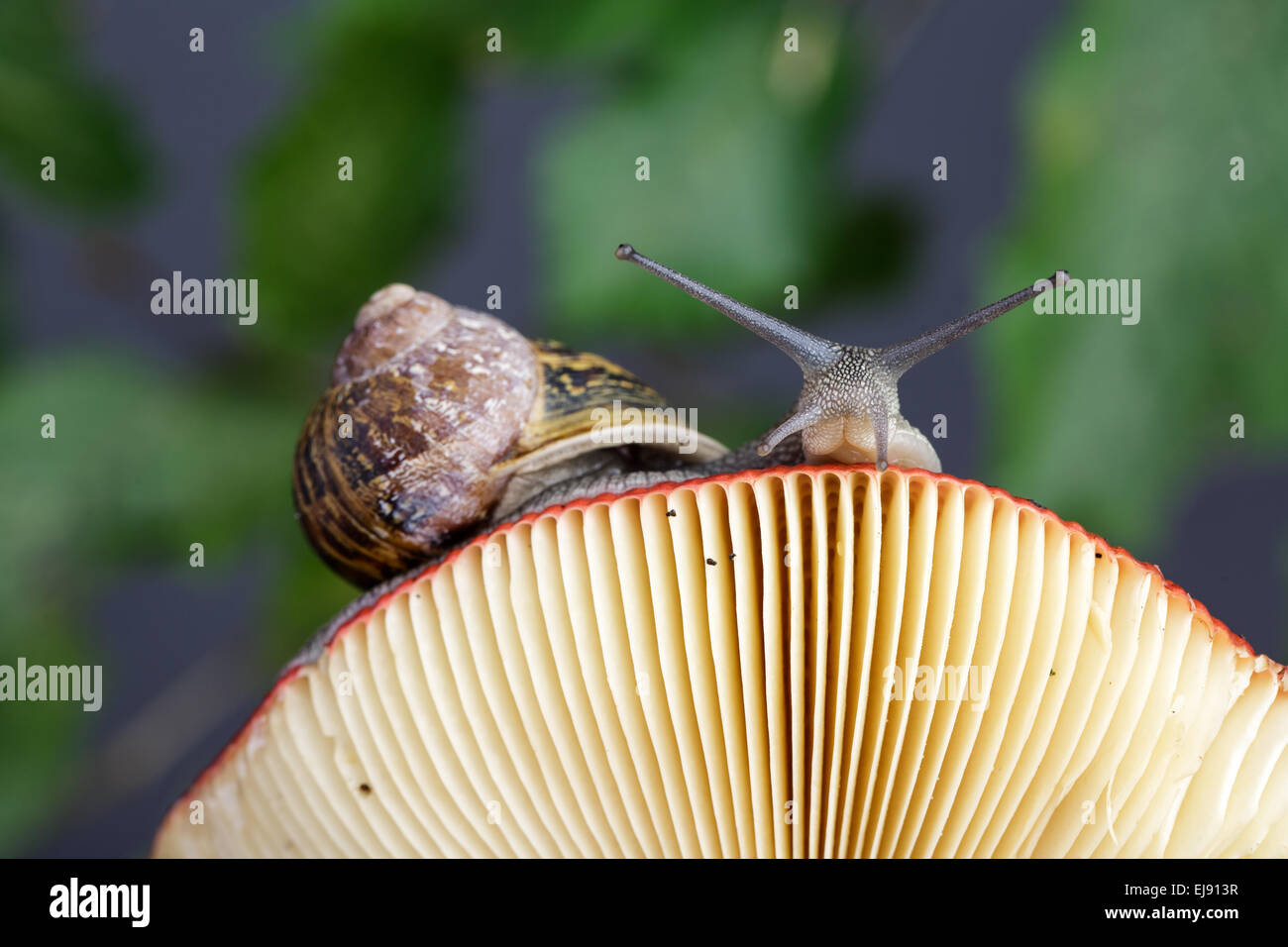 Snail in Summer Garden Stock Photo - Alamy