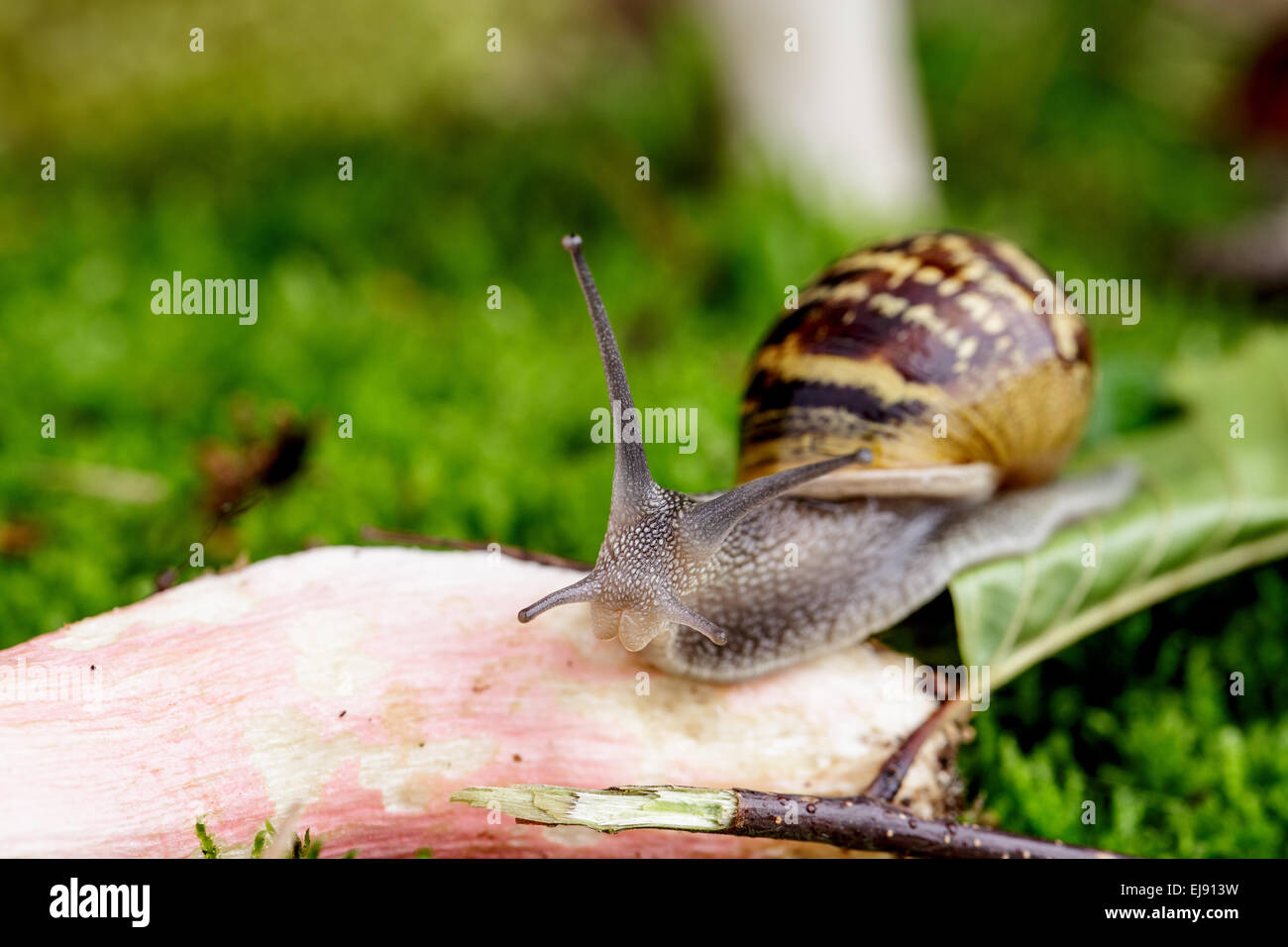 Snail in Summer Garden Stock Photo - Alamy