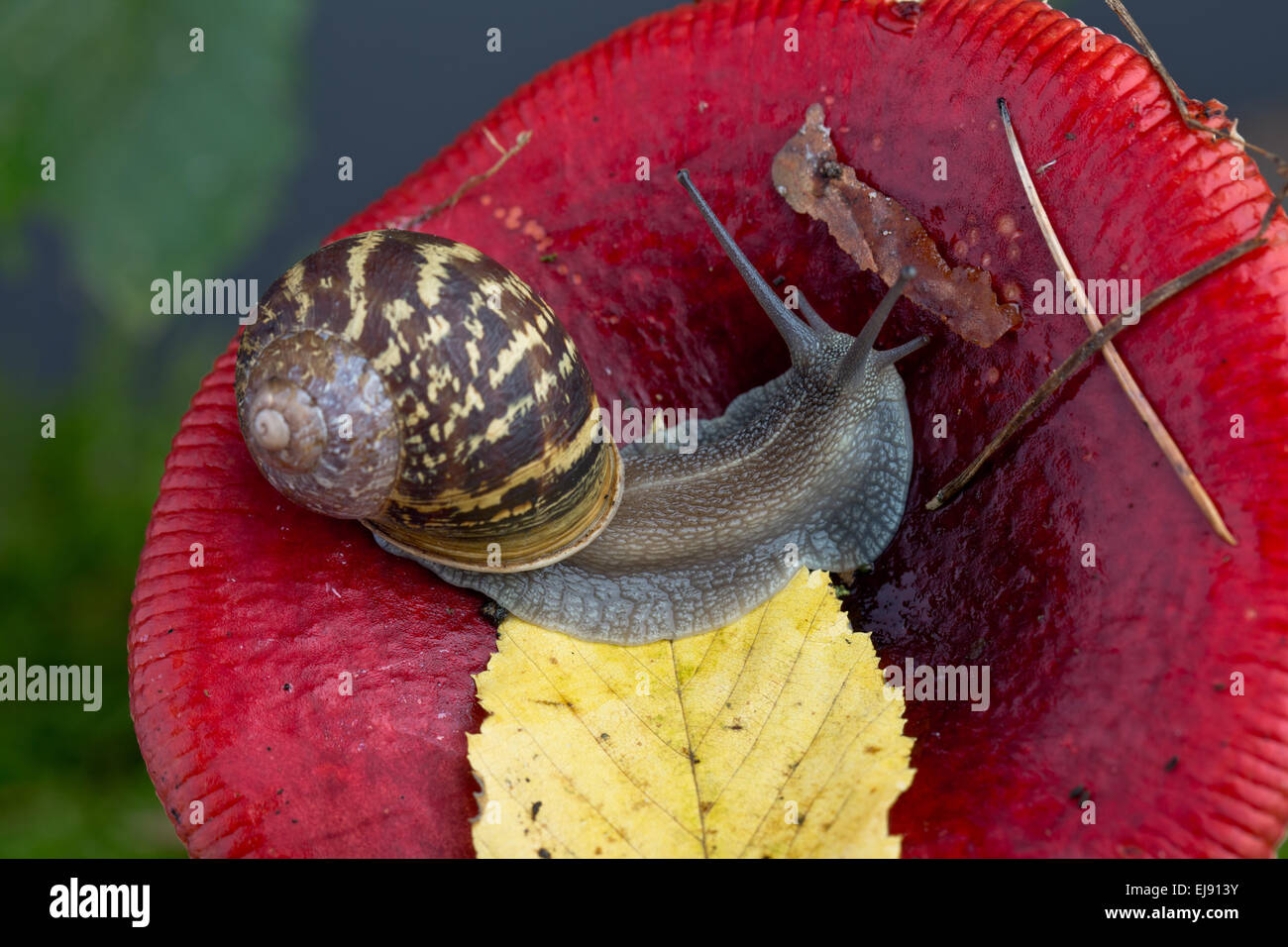 Snail in Summer Garden Stock Photo - Alamy