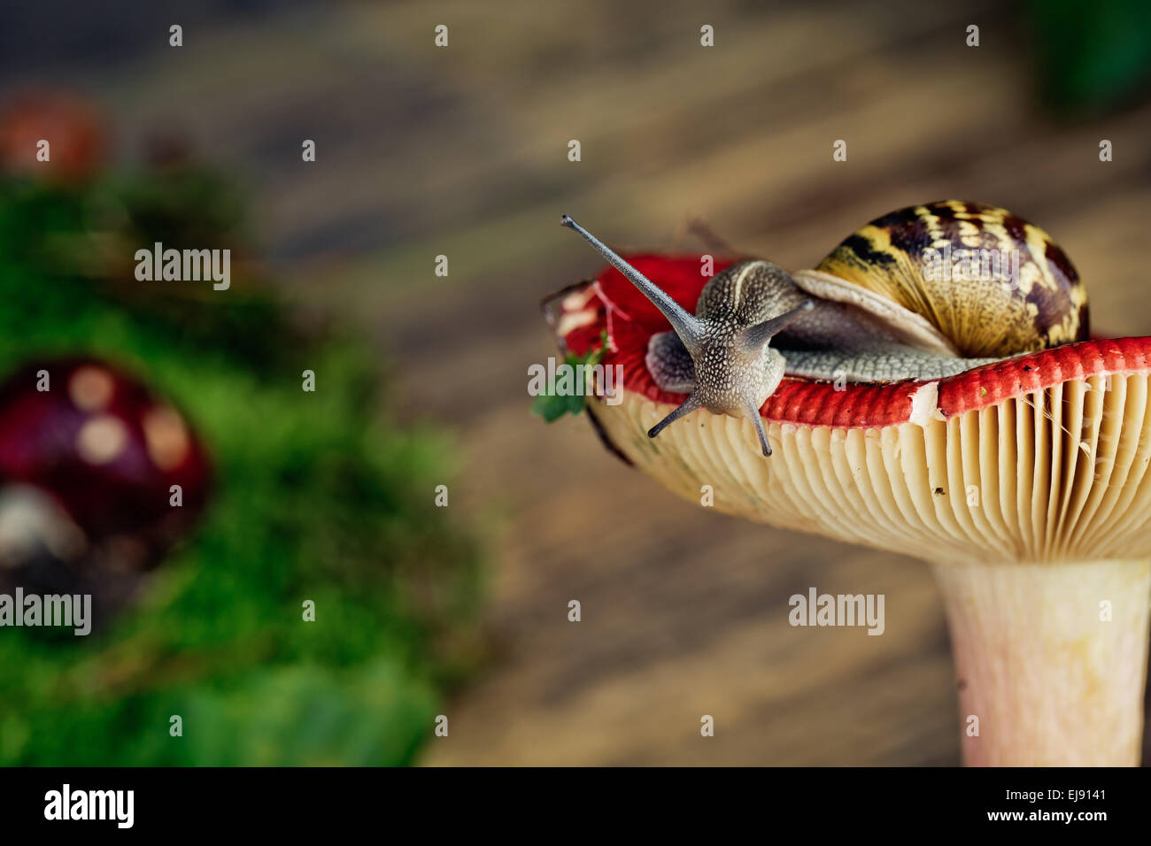 Snail in Summer Garden Stock Photo - Alamy