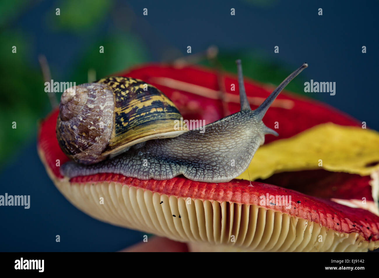 Snail in Summer Garden Stock Photo - Alamy
