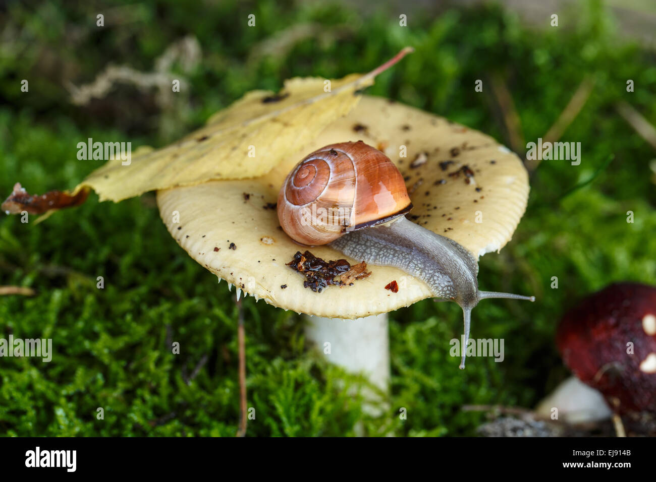 Snail in Summer Garden Stock Photo - Alamy