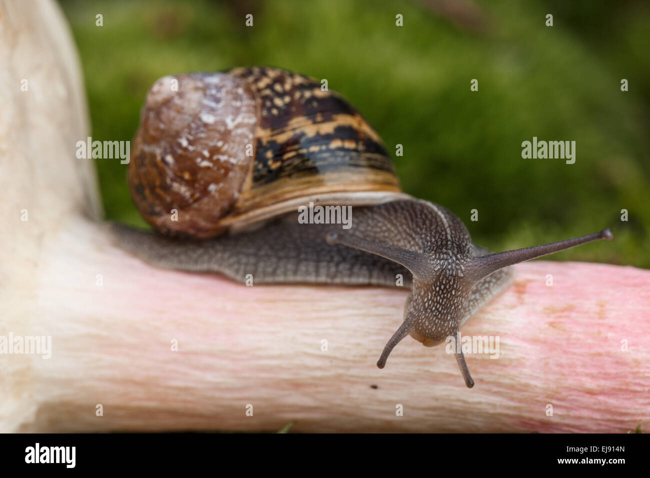 Snail in Summer Garden Stock Photo - Alamy