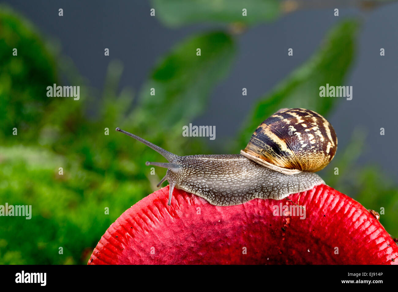 Snail in Summer Garden Stock Photo - Alamy
