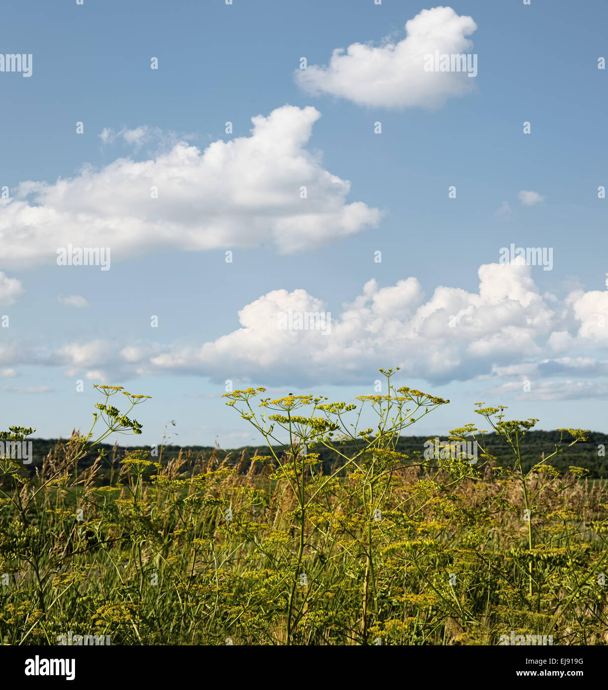 Fennel in the wild hi-res stock photography and images - Alamy