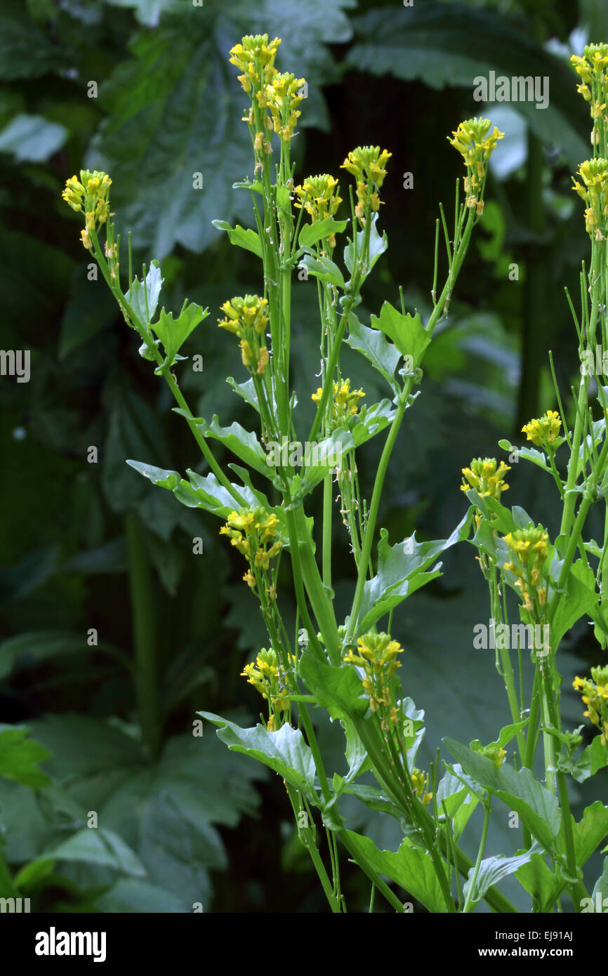 Barbarea stricta hi-res stock photography and images - Alamy