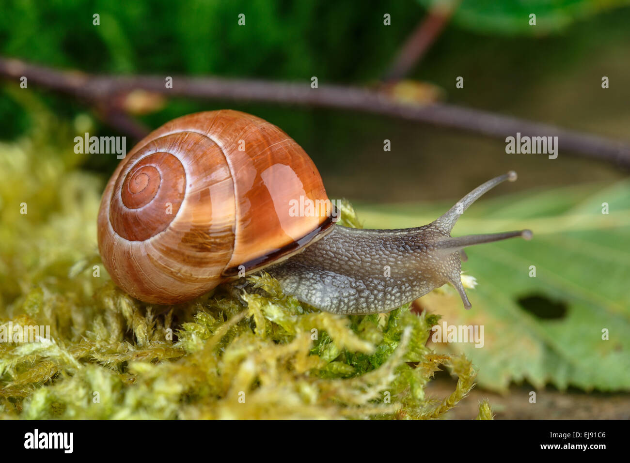Snail in Summer Garden Stock Photo - Alamy