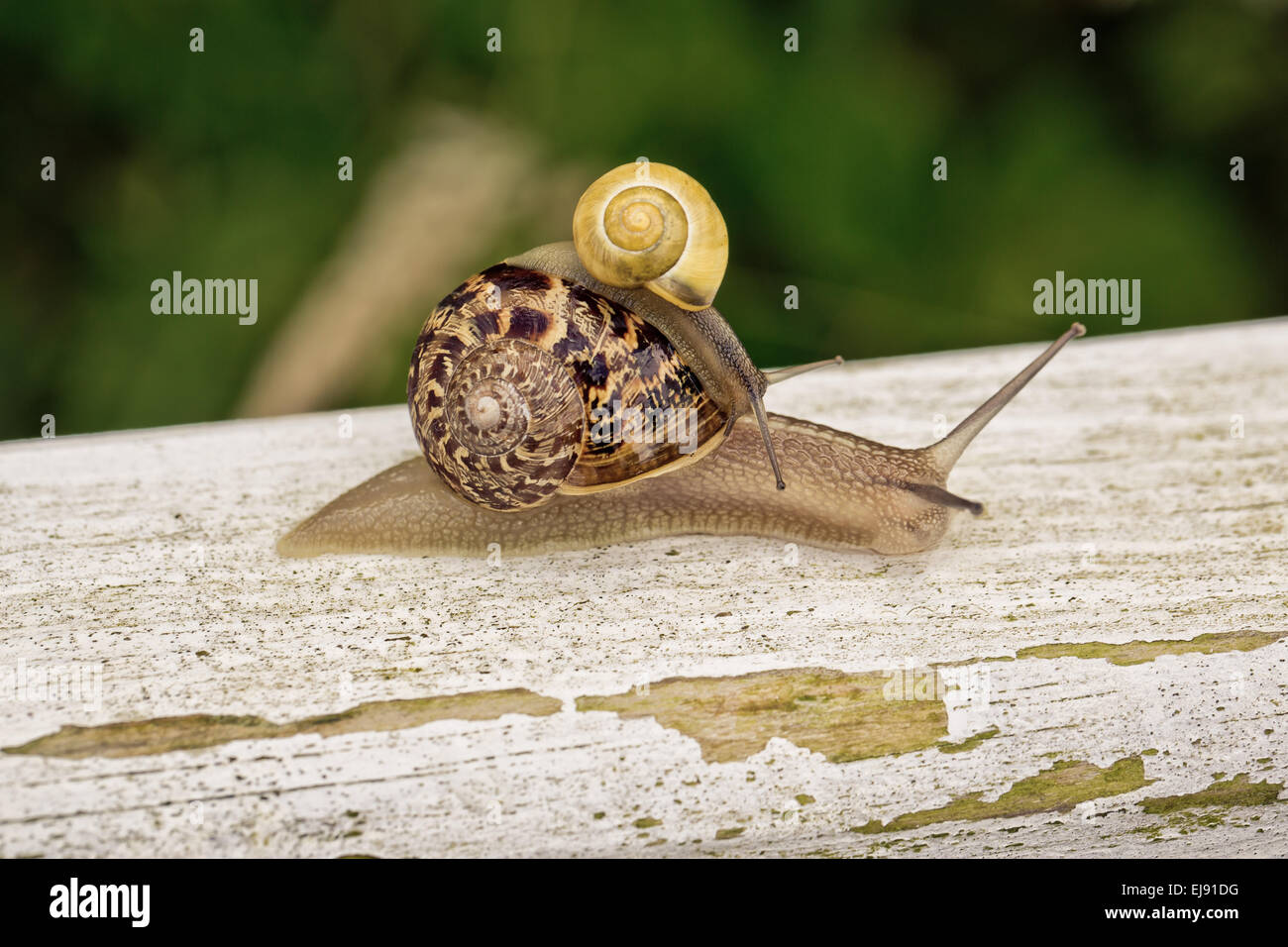 Snail in Summer Garden Stock Photo - Alamy