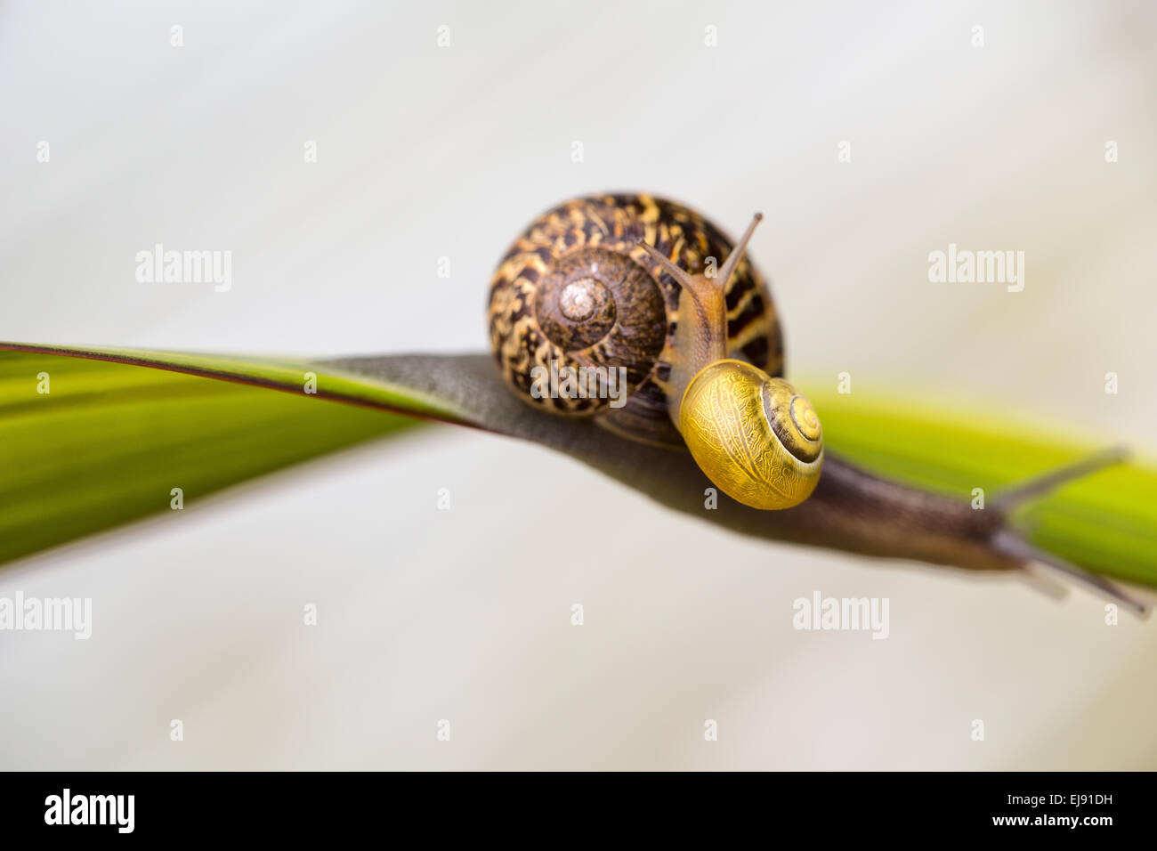 Snail in Summer Garden Stock Photo - Alamy