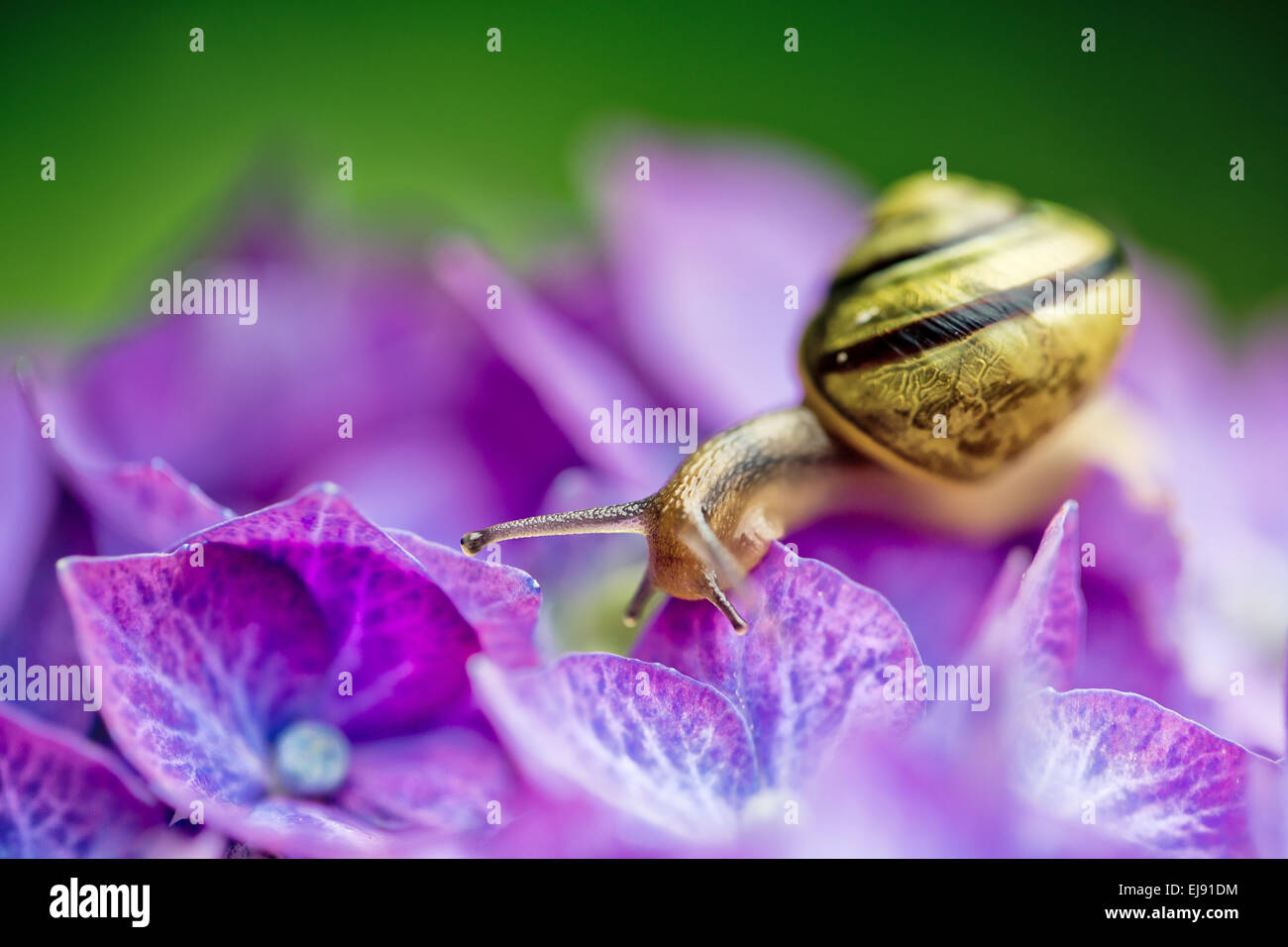 Snail in Summer Garden Stock Photo - Alamy