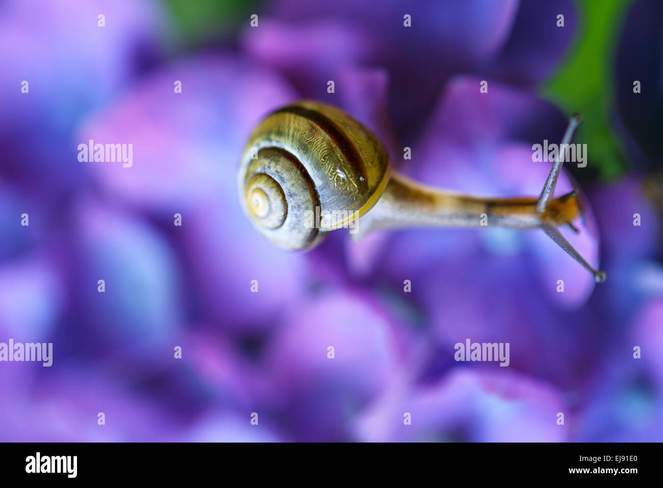 Snail in Summer Garden Stock Photo - Alamy