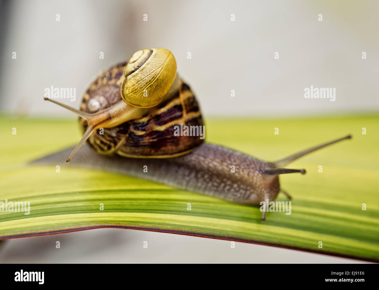 Snail in Summer Garden Stock Photo - Alamy