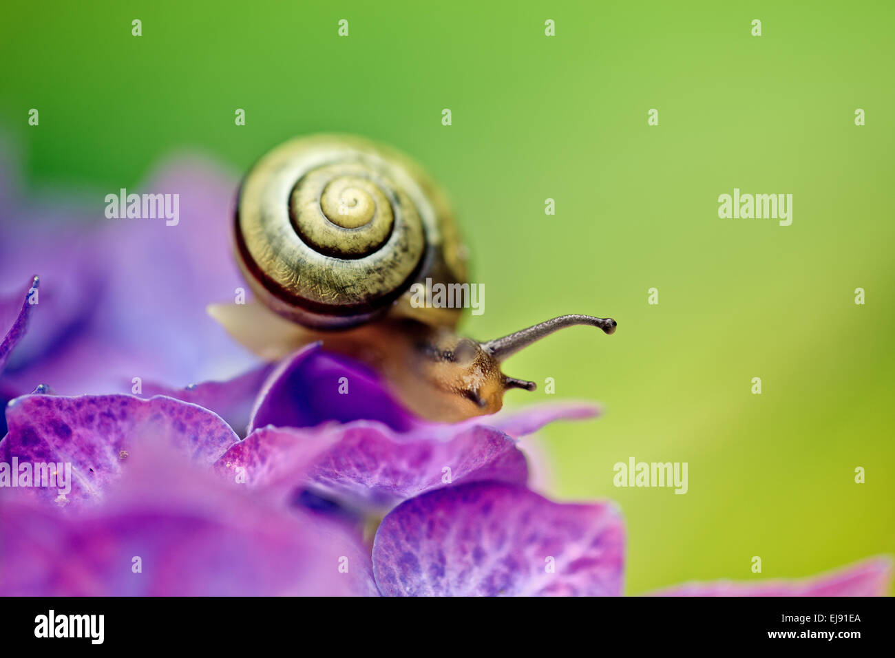 Snail in Summer Garden Stock Photo - Alamy
