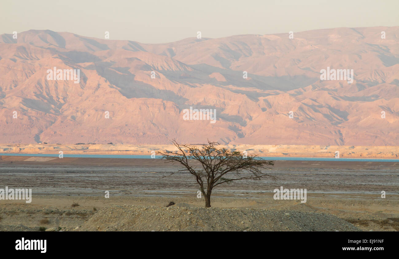 Desert acacia flowers hi-res stock photography and images - Alamy