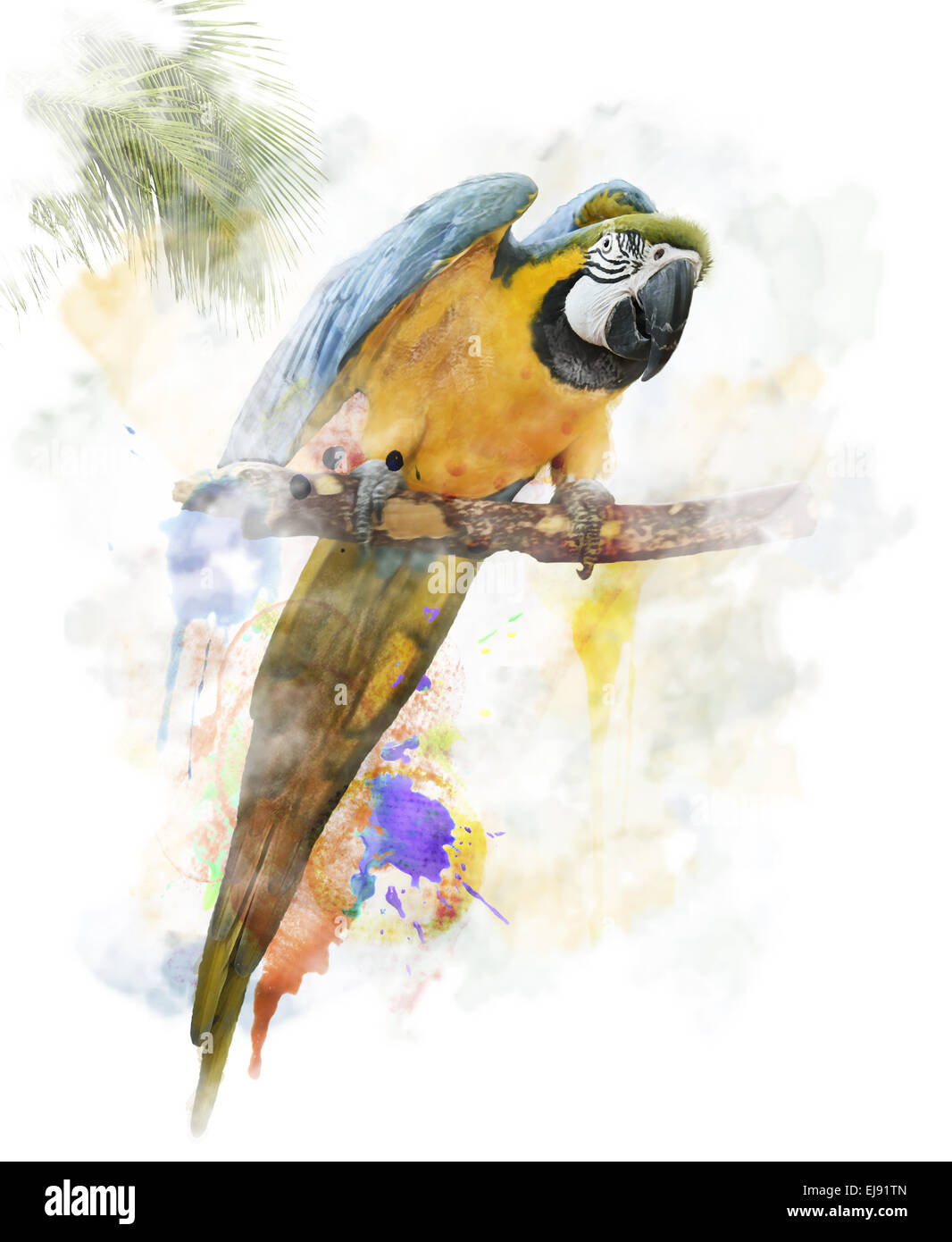 Watercolor Image Of Parrot Stock Photo - Alamy