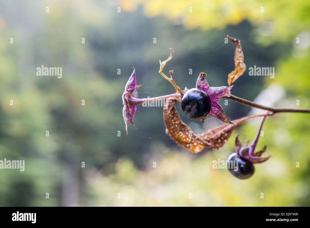 Deadly nightshade hi-res stock photography and images - Alamy