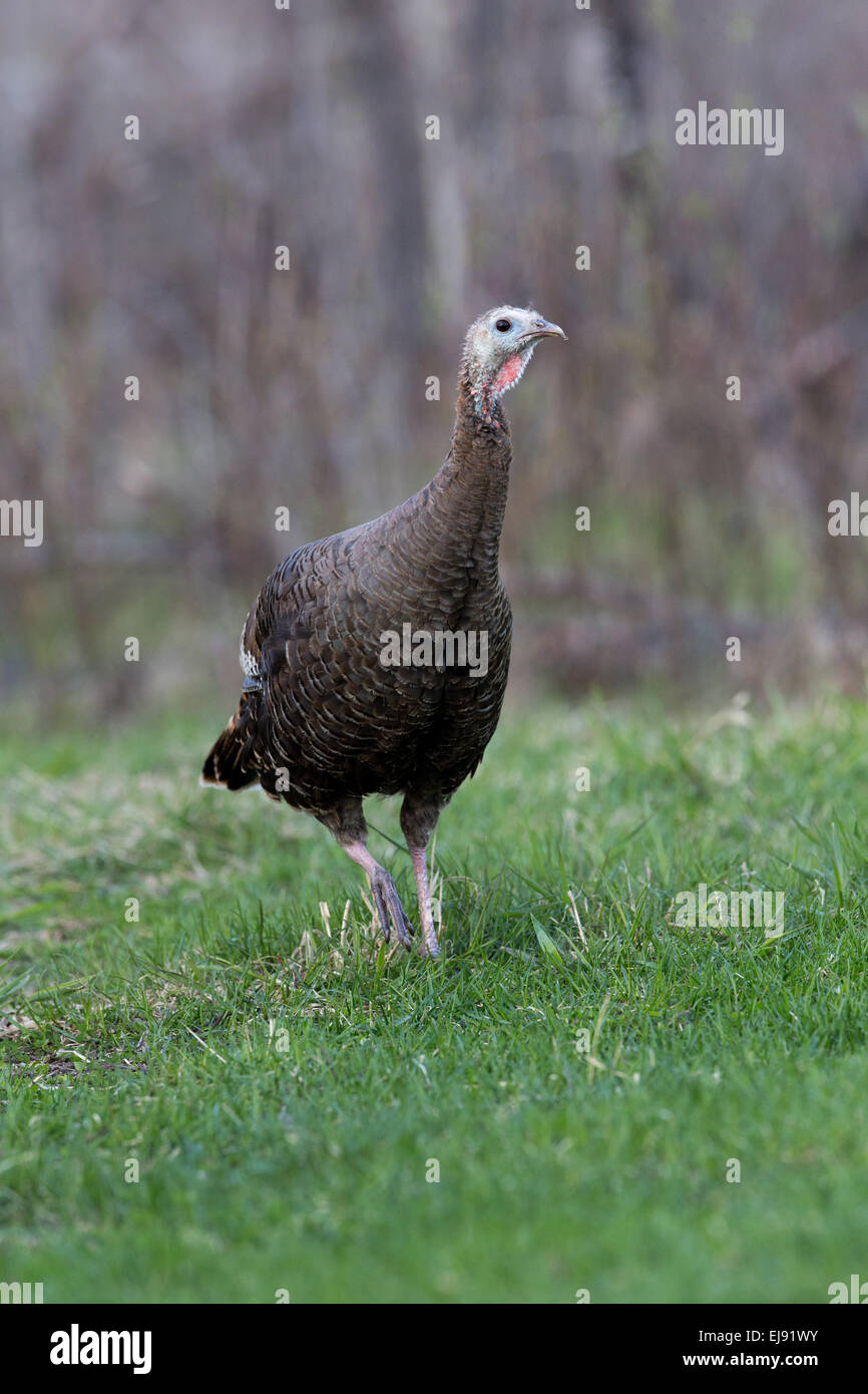 Eastern wild Turkey Stock Photo - Alamy