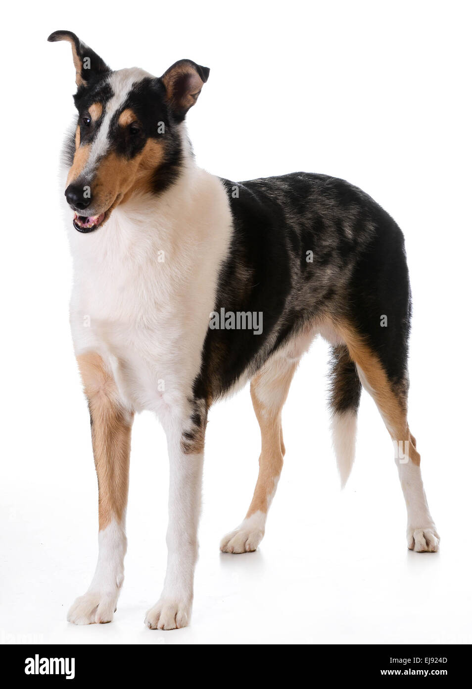 smooth haired collie standing on white background Stock Photo - Alamy