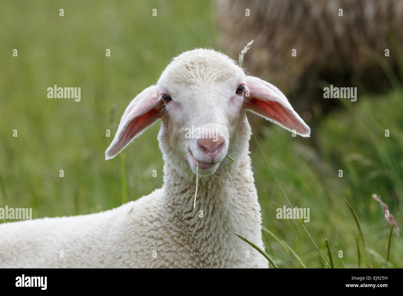 Merinolandschafe hi-res stock photography and images - Alamy