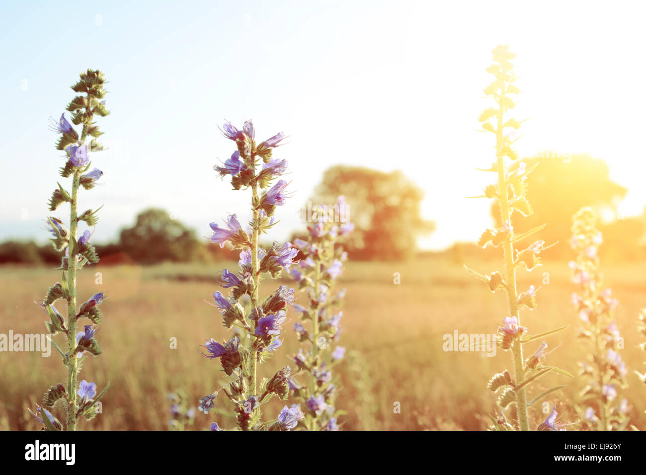 Violet meadow flower with sun rays Stock Photo - Alamy