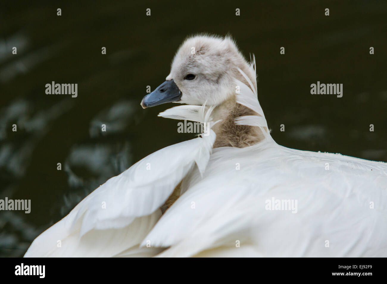 Family of swans and cygnets on Wapping canal, London Stock Photo - Alamy