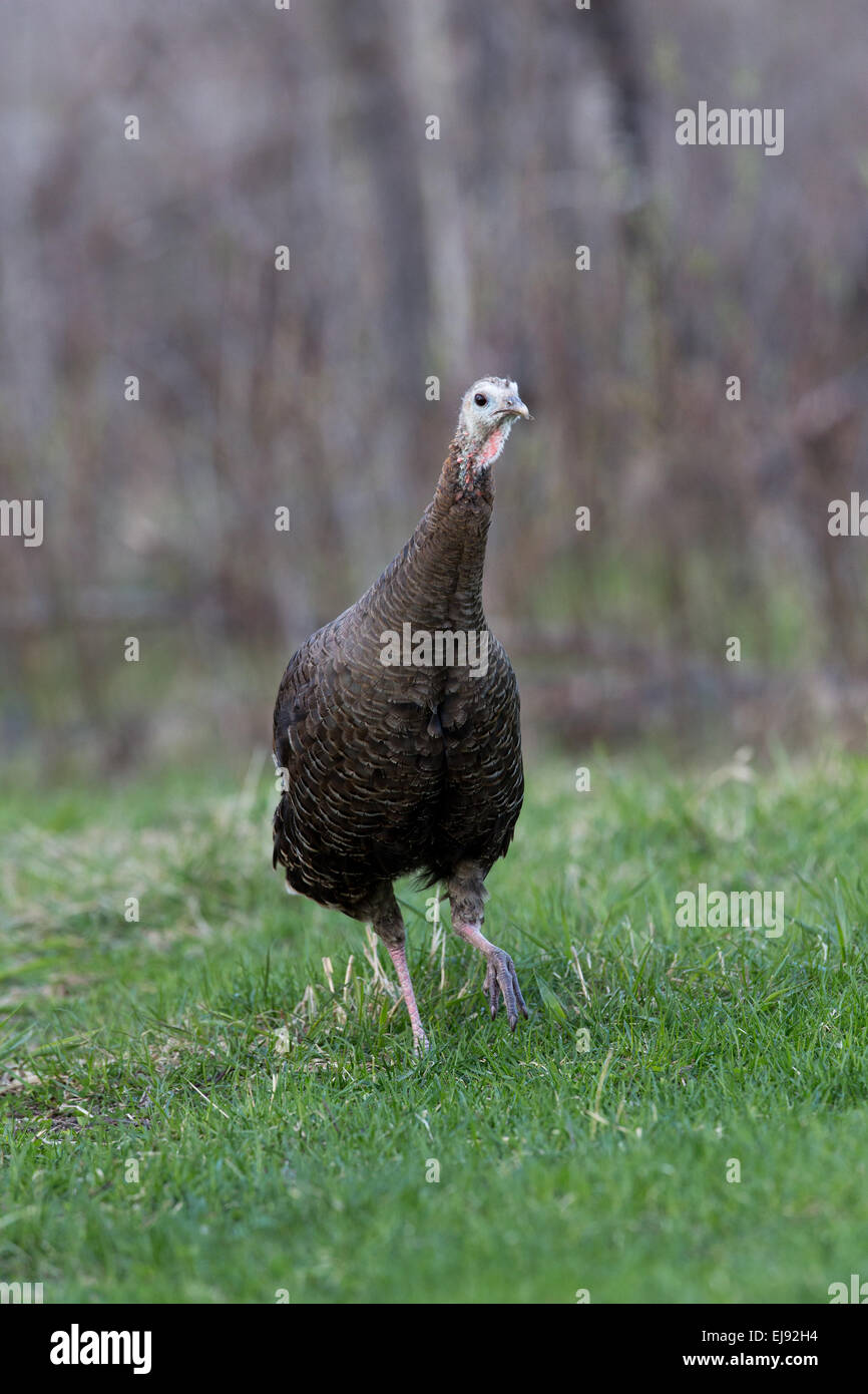 Eastern wild Turkey Stock Photo - Alamy