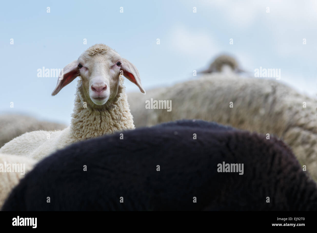 Merino sheep hi-res stock photography and images - Alamy