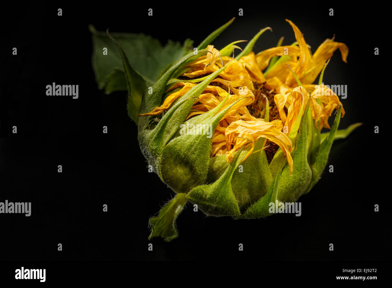 Beauty of the ephemeral hi-res stock photography and images - Alamy