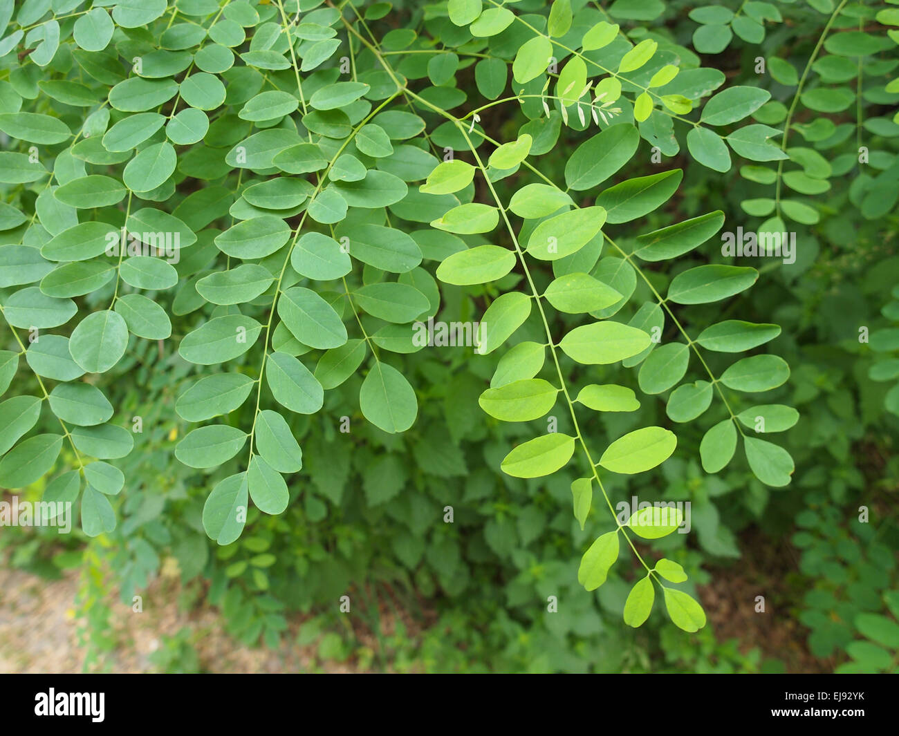 Acacia Leaf High Resolution Stock Photography and Images - Alamy