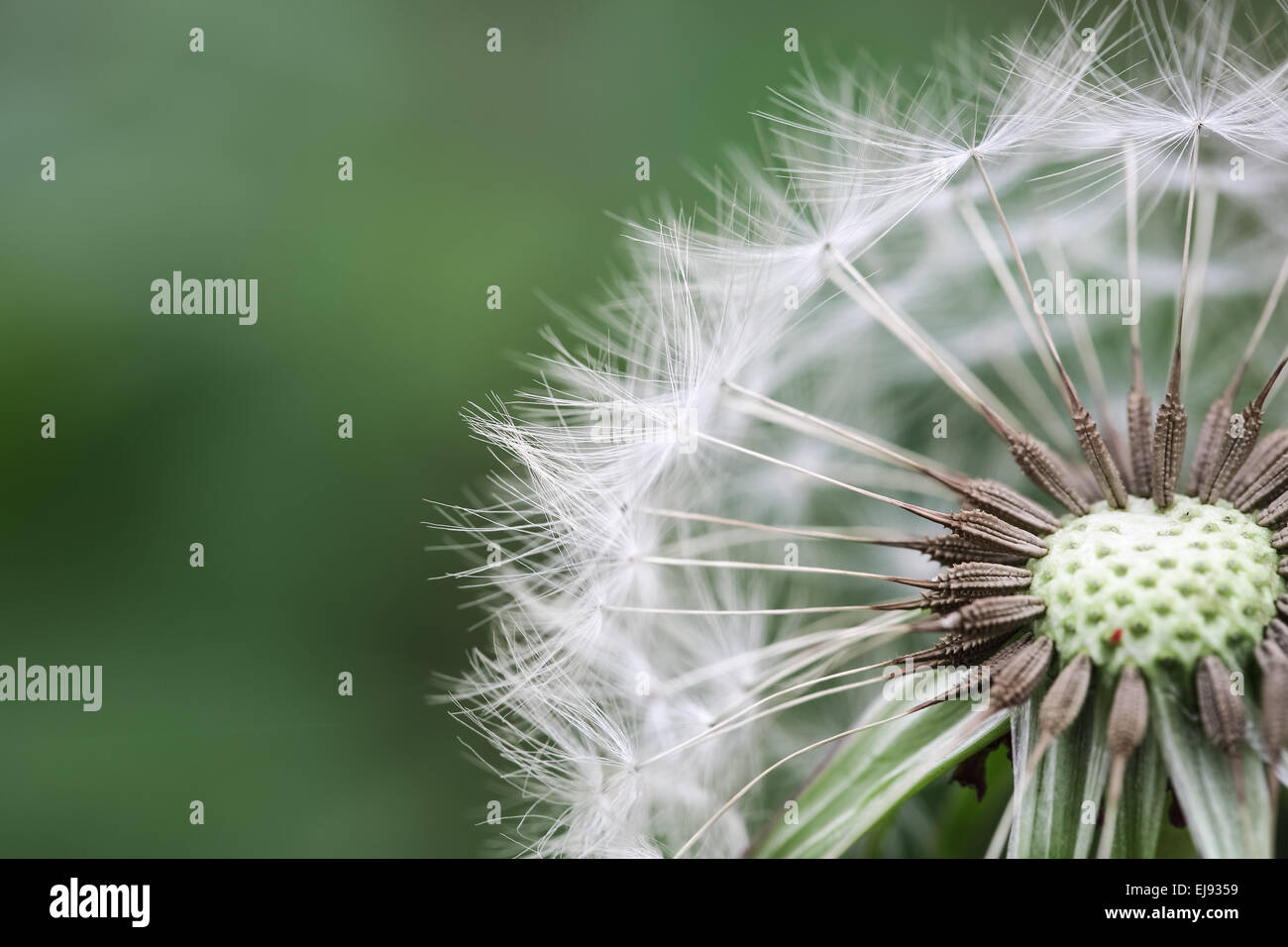 beautiful dandelion closeup Stock Photo - Alamy
