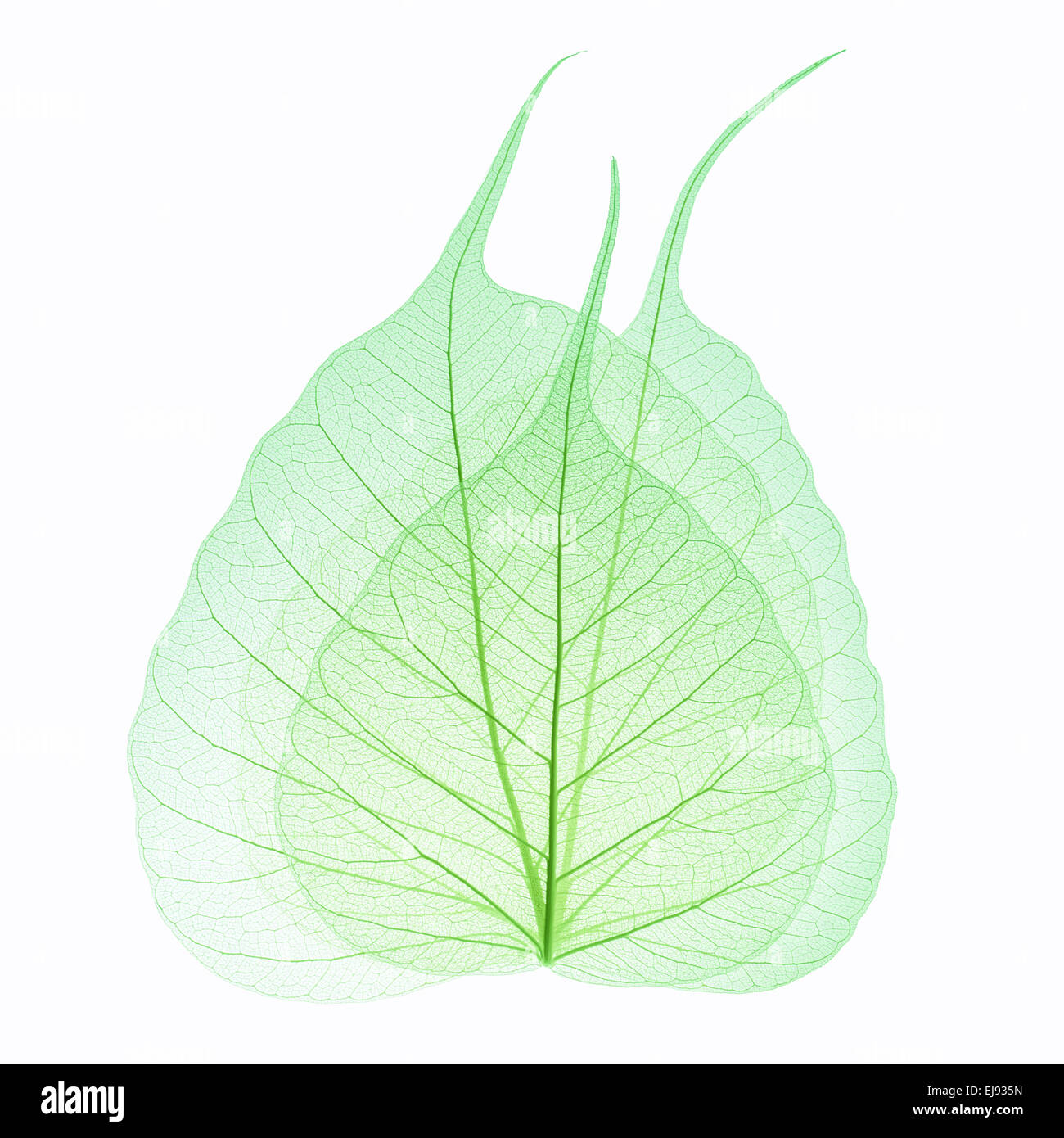 Bodhi tree leaves hi-res stock photography and images - Alamy