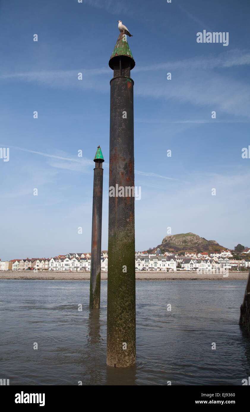 Seagull sits on a steel post at the disued jetty at Conwy Harbour ...