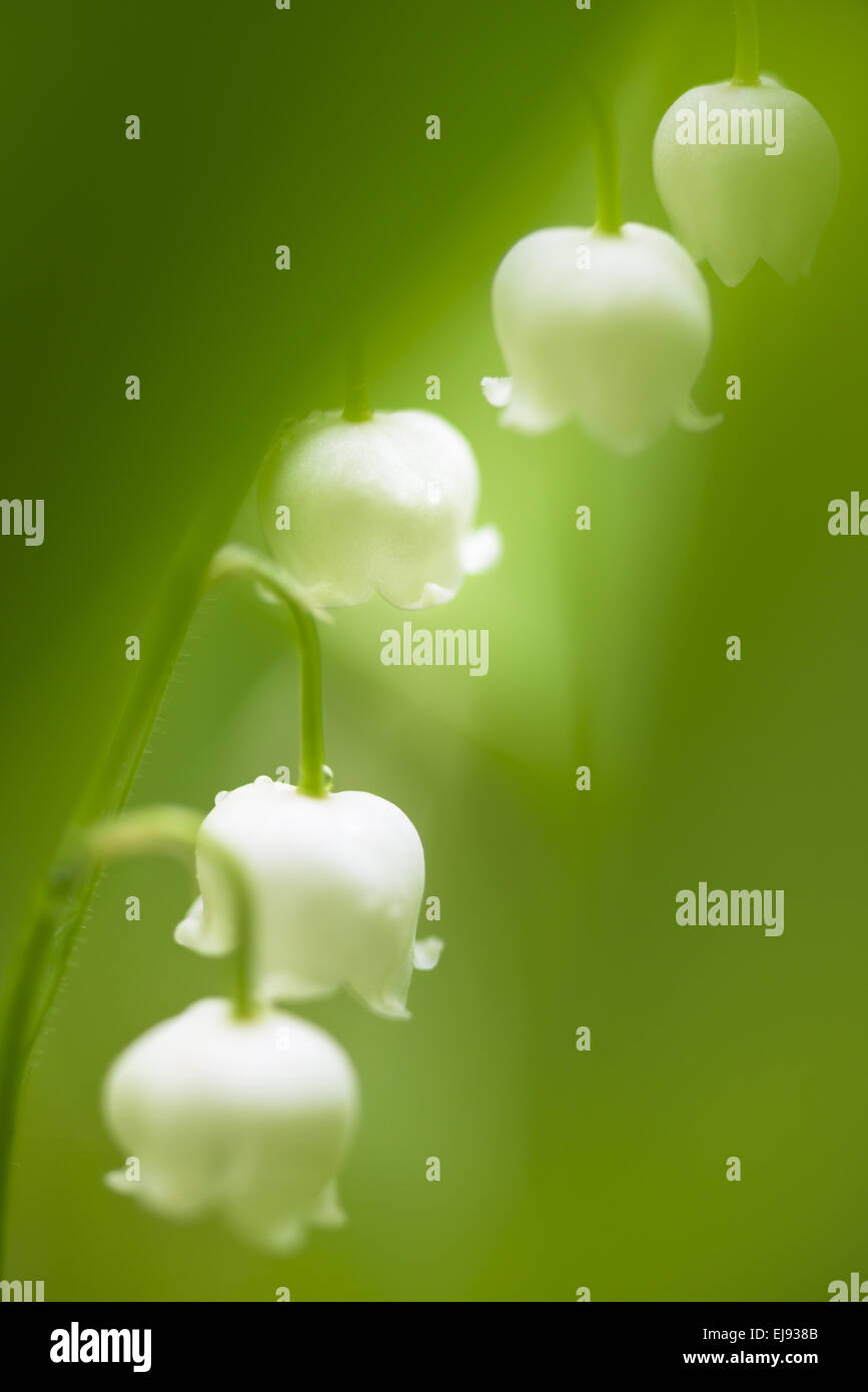 Lily valley drops hi-res stock photography and images - Alamy