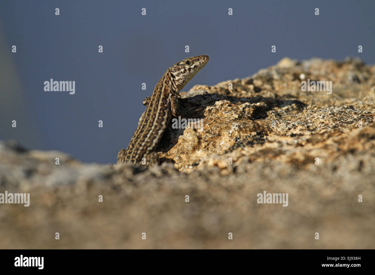 Ibiza wall lizard Stock Photo - Alamy