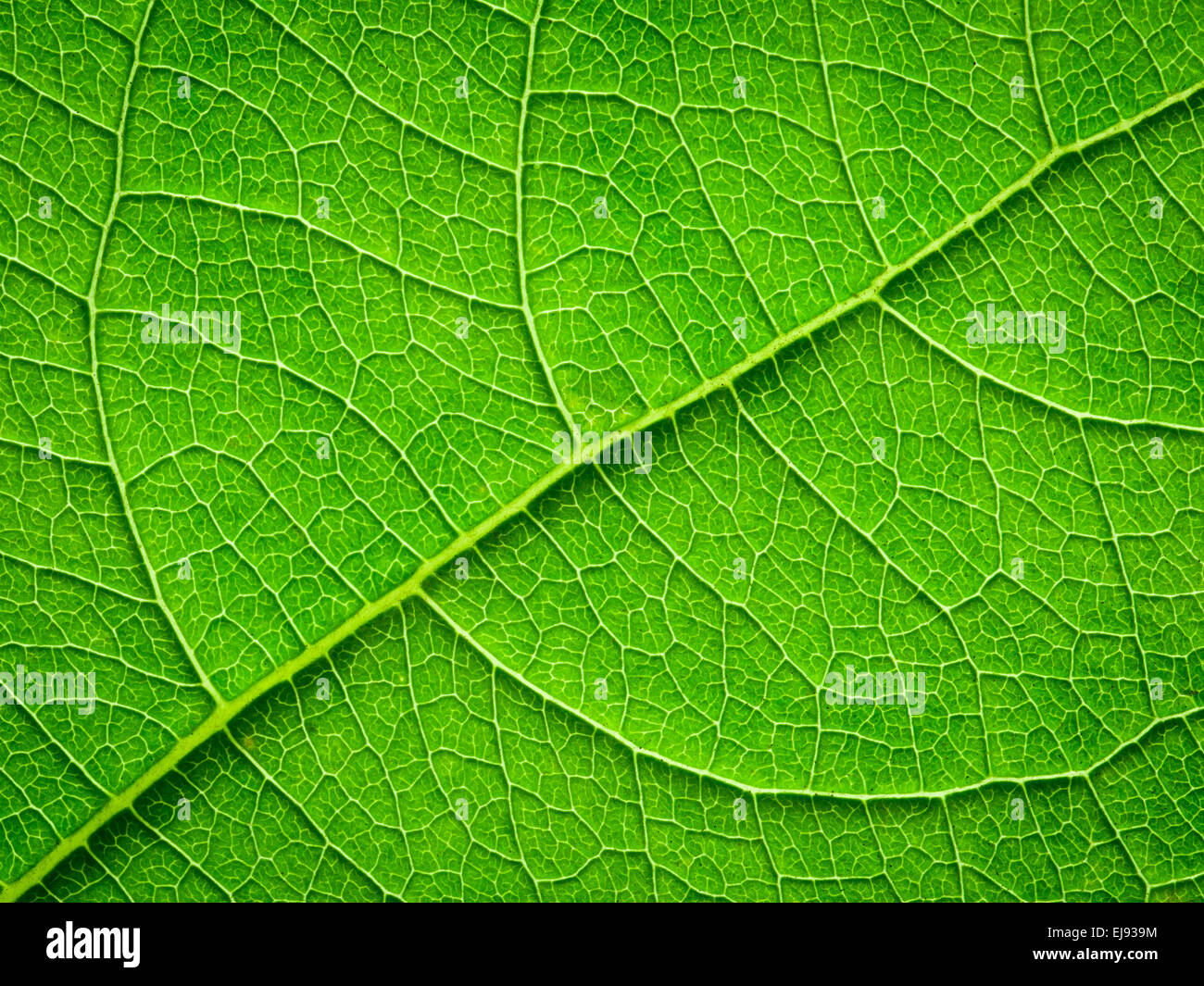 macro of green leaf Stock Photo - Alamy