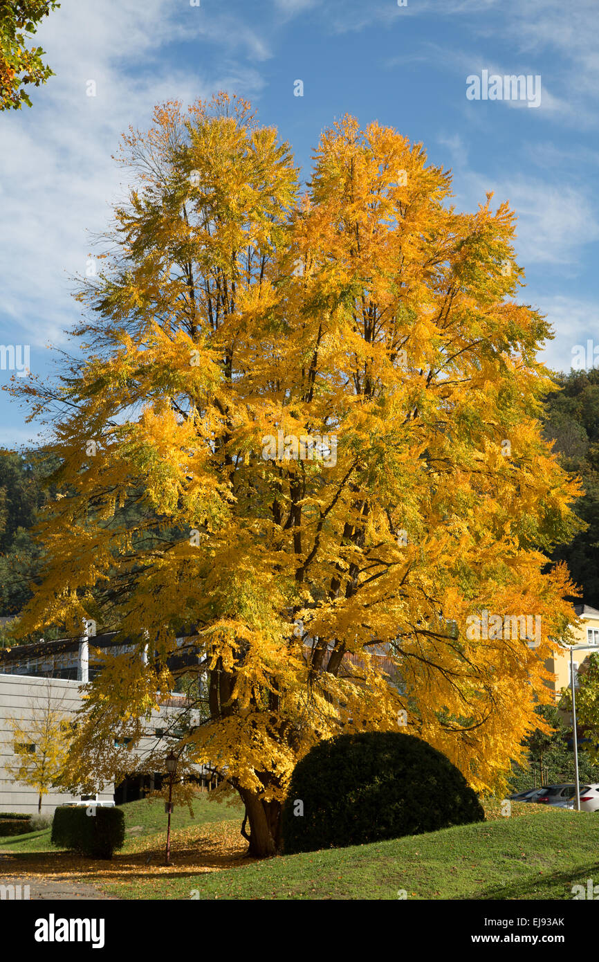 Katsura hi-res stock photography and images - Alamy