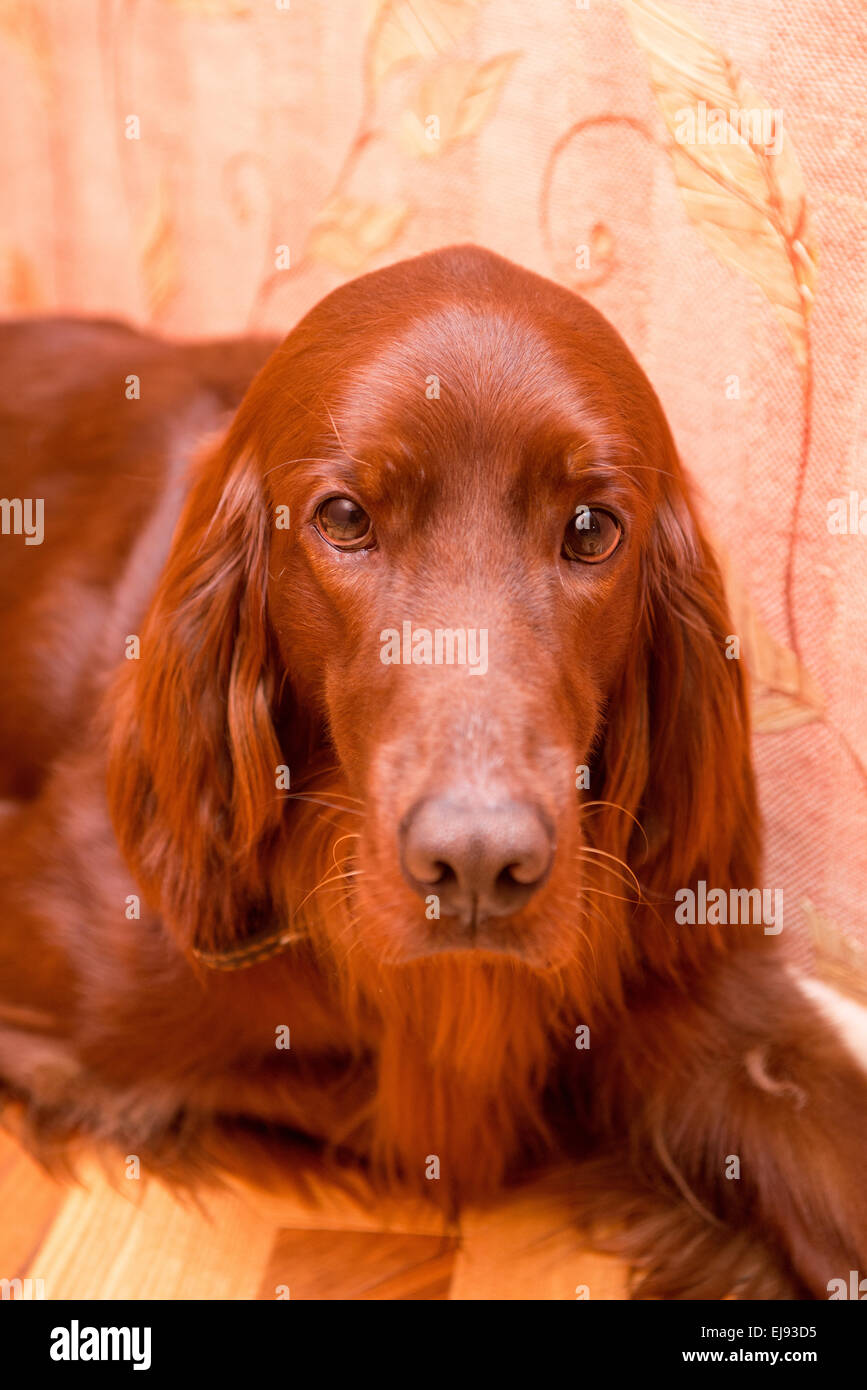 Golden retriever face close up isolated hi-res stock photography and ...