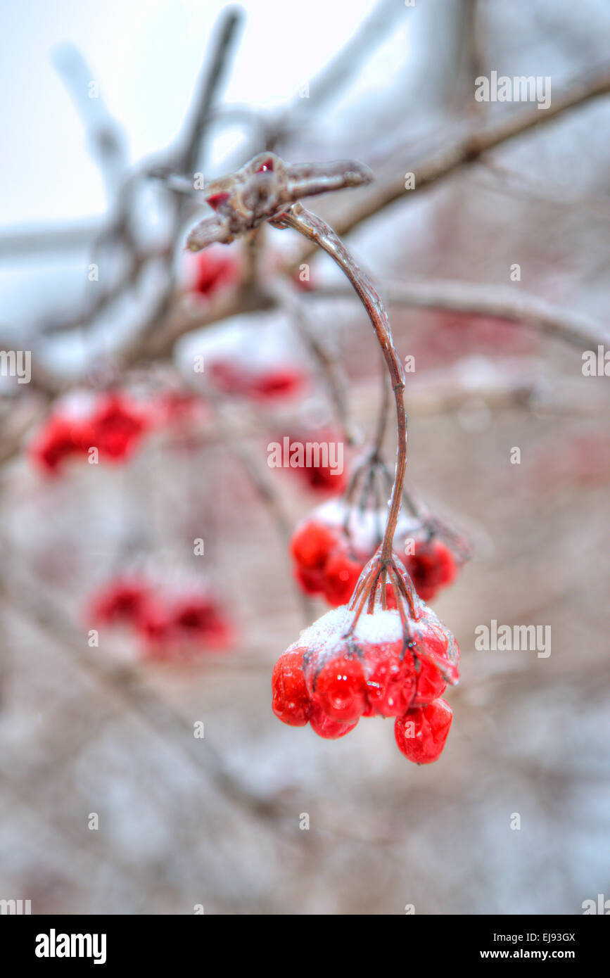 Rowan tree winter hi-res stock photography and images - Alamy
