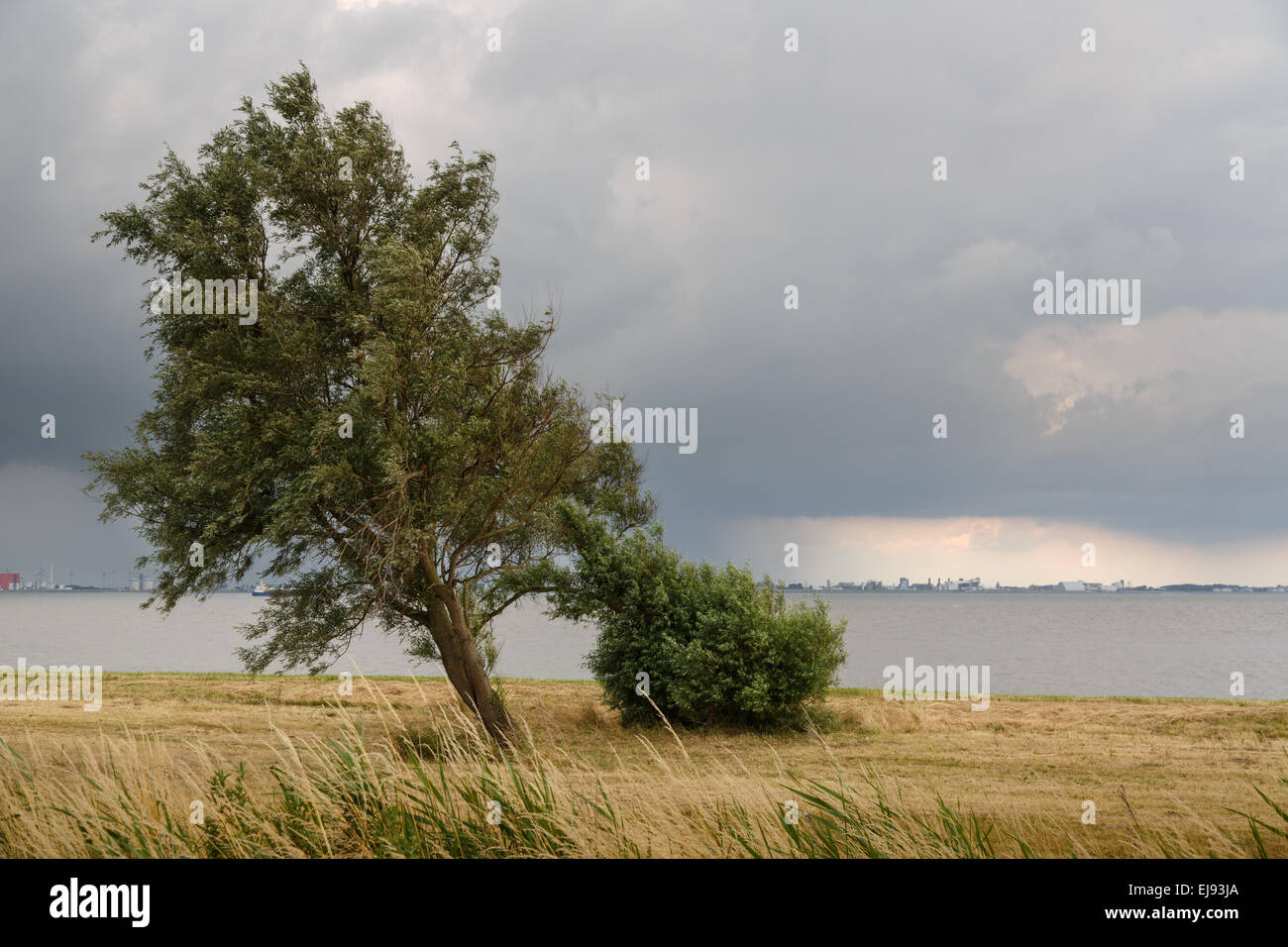 Tree in storm Stock Photo - Alamy