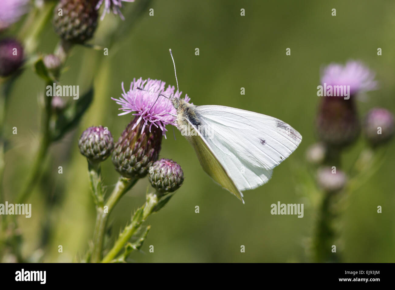 Cabbage white butterfly Stock Photo - Alamy