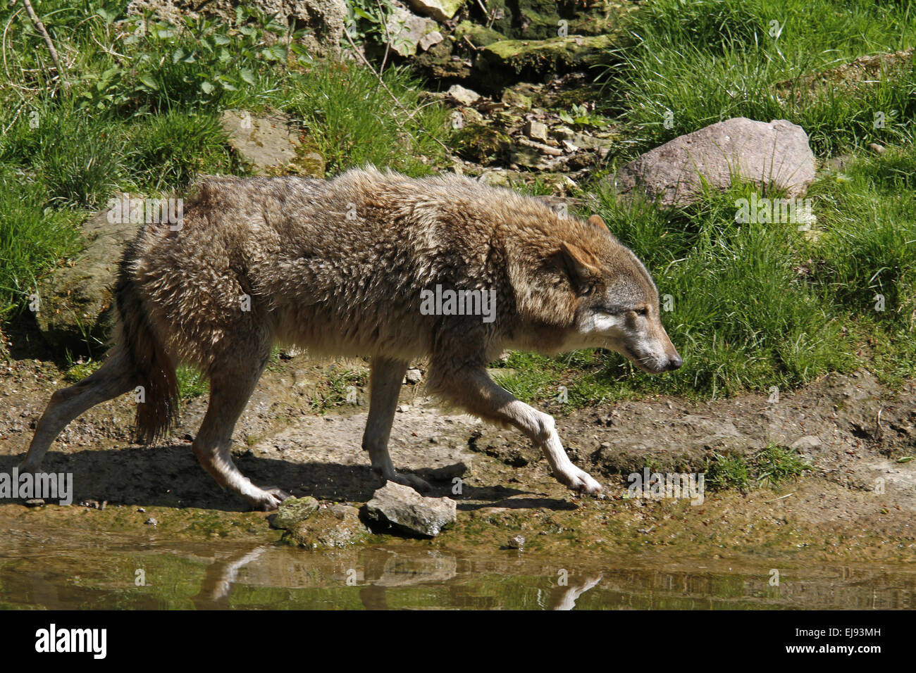 wolf at the water Stock Photo - Alamy