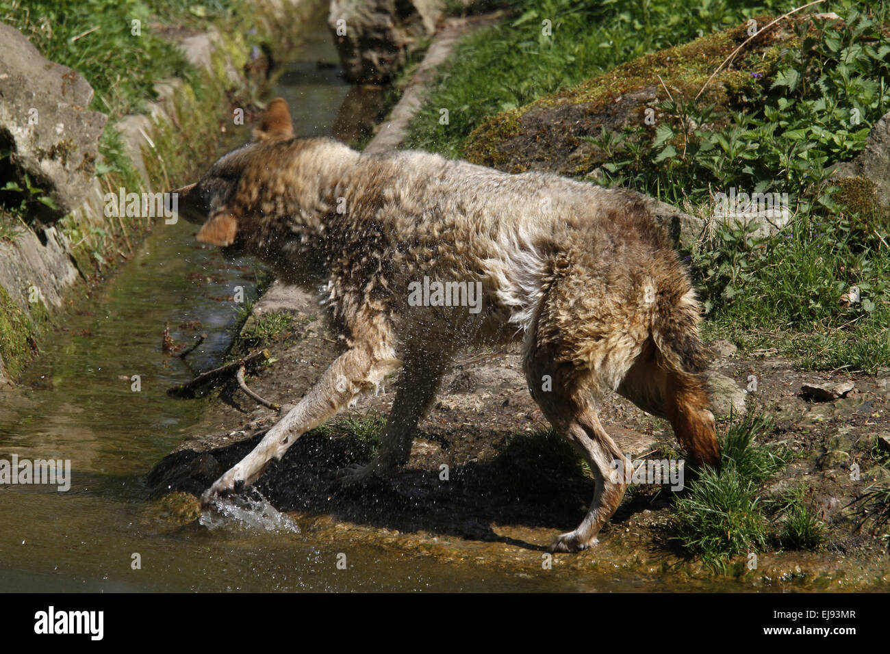 Wet wolf hi-res stock photography and images - Alamy