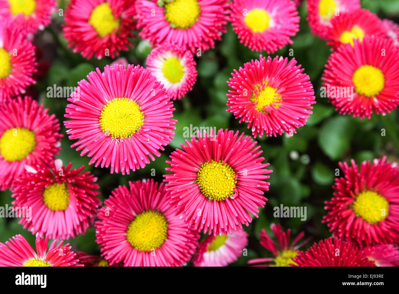 Chinensis hi-res stock photography and images - Alamy