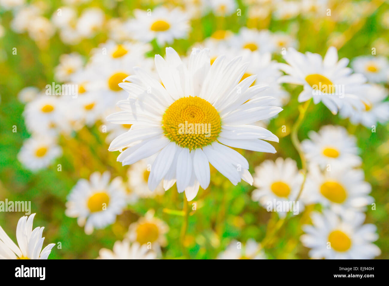 daisy on a meadow Stock Photo - Alamy