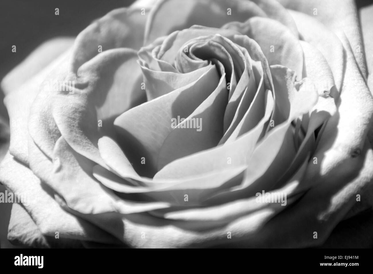 Green rot Black and White Stock Photos & Images - Alamy