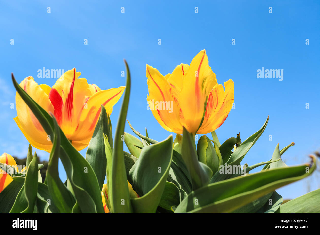 Tulips blue background hi-res stock photography and images - Alamy